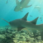 Dhiffushi: Snorkeling with Nurse Sharks - Final Thoughts: Is This Experience Worth It?