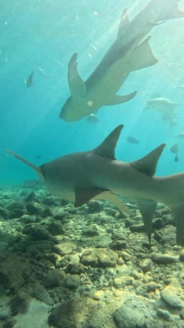 Dhiffushi: Snorkeling with Nurse Sharks - Final Thoughts: Is This Experience Worth It?