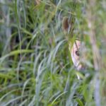 Dingo Experience at Healesville Sanctuary - excl. entry - The Value of the Dingo Experience