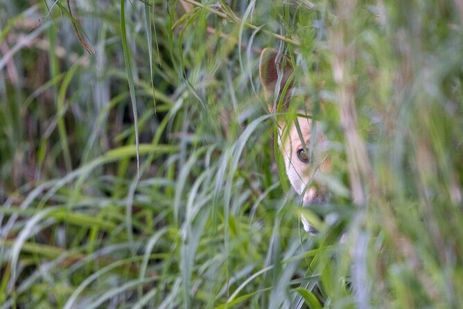 Dingo Experience at Healesville Sanctuary - excl. entry - The Value of the Dingo Experience
