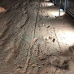 Dinosaur Stampede Half Day Tour - Dino Dash - Final Thoughts