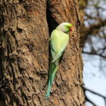 Discover Birding heaven at Sultanpur in a day from Delhi - FAQ