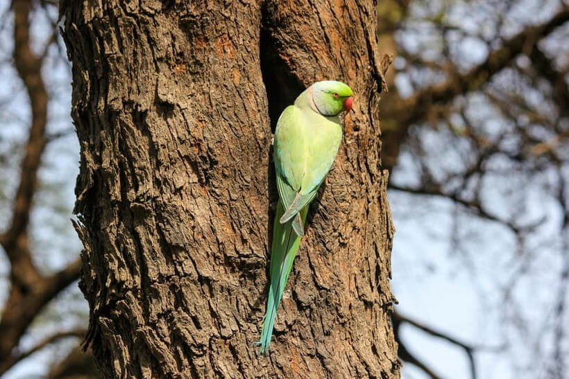 Discover Birding heaven at Sultanpur in a day from Delhi - FAQ