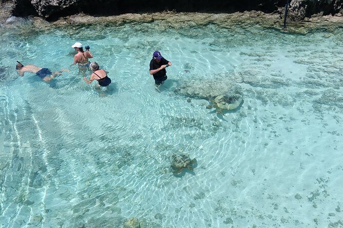 Discover Cascades & Turtle Experience with Yumi Tours - The Turtle Conservation at Avi Bay
