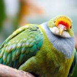 Discover Fijian Culture and Reptiles - Who Will Love This Tour?