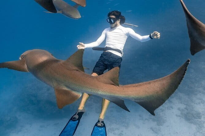 Discover Maafushi in 4 Nights 5 Days (Tour A) - Day 2: Snorkeling in Vaavu Atoll