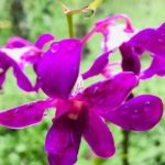 Discover Nadi Tour - The Value of the Discover Nadi Tour