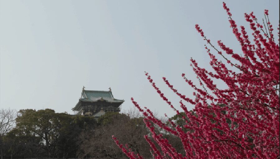 Discover Osaka:Private Walking Tour of the Citys Best Spots - Why This Tour Offers Good Value