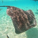 Discover the magical Moorea Lagoon - Final Thoughts: Is It Worth It?