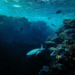 Diving course site for Beginers in Tulamben - The Itinerary: What Will Your Day Look Like?