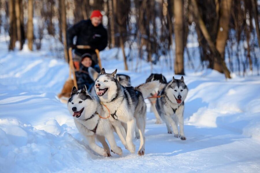 Dog Sledding , Terelj National park ,Chinggis Khaan statue - Exploring the Landmarks of Terelj