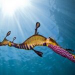 Dolphin and Seal snorkel adventure from Sorrento - Practical Tips