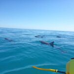 Dolphin Kayak Tour & Beach 4X4 National Park Tour (Private) - Why This Tour Is a Good Value