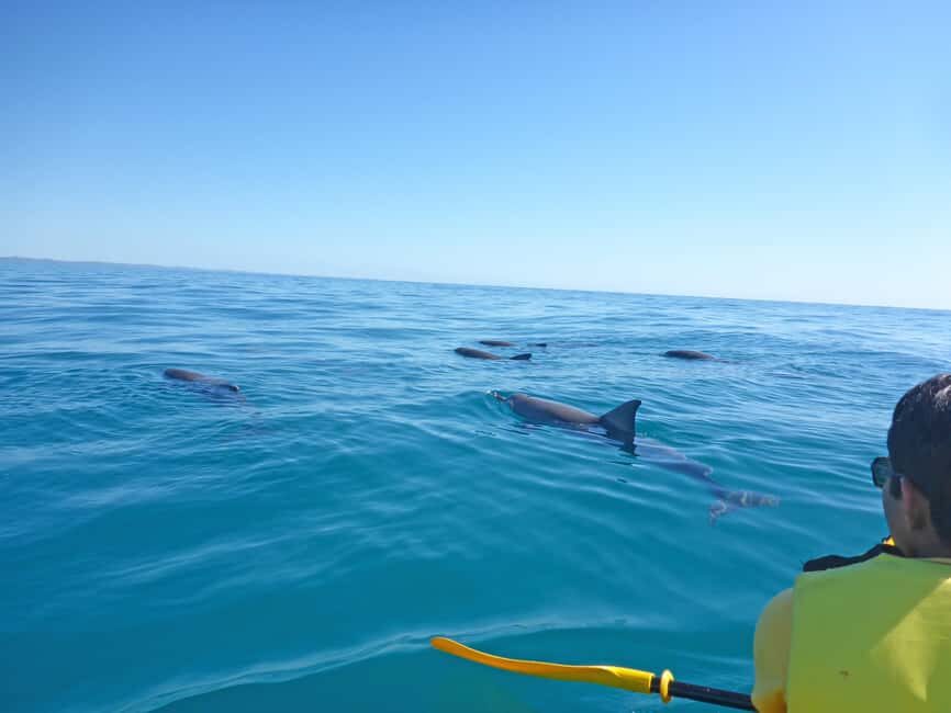 Dolphin Kayak Tour & Beach 4X4 National Park Tour (Private) - Why This Tour Is a Good Value
