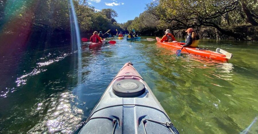 Dolphin Sanctuary and Ships Graveyard Kayak Tour - Who Will Love This Tour?