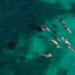 Dolphin, Sealion & Wildlife Snorkel Adventure - Why the Dolphin, Sealion & Wildlife Snorkel Adventure Stands Out