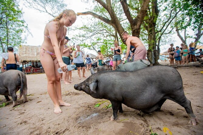Dolphin Watching Tan and Pig Island Tour from Koh Samui - Snorkeling at Koh Tan