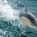 Dolphin & Whale Cruise - The Sum Up
