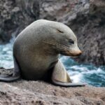 Dolphin & Wildlife Encounters - The Boat: Comfort and Practicality