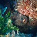 Double Boat Dive with Equipment - Final Thoughts: Who Will Love This?