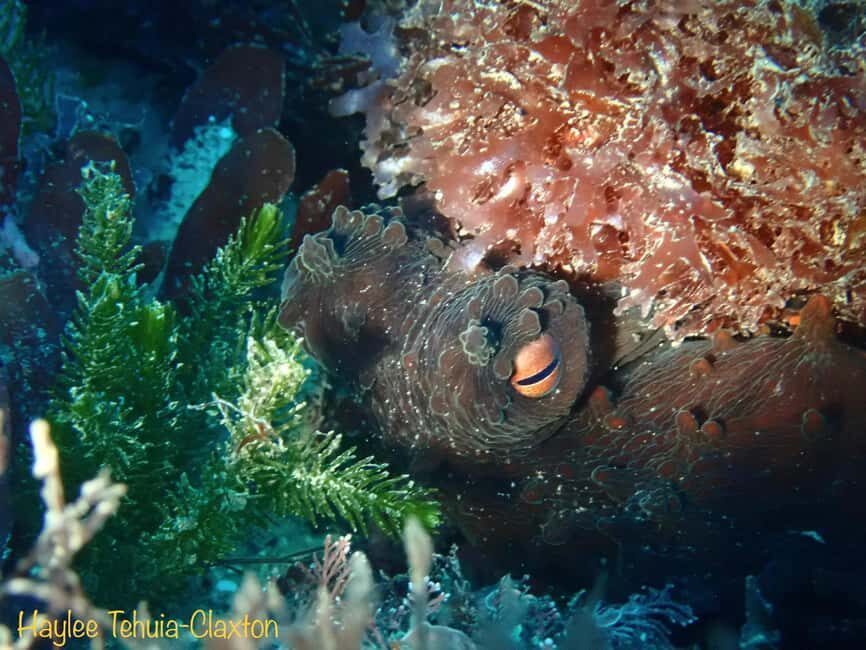 Double Boat Dive with Equipment - Final Thoughts: Who Will Love This?