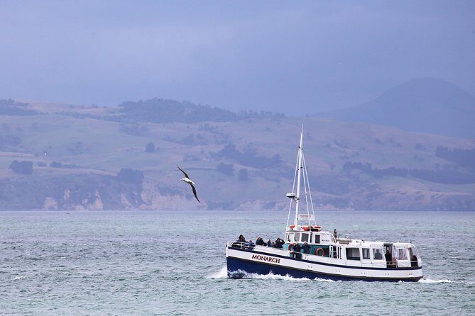 Dunedin City to Sea Wildlife Cruise + Peninsula Bus Tour - An In-Depth Look at the Itinerary