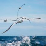 Dunedin: Monarch - One Hour Wildlife Cruise - The Experience: What You Can Expect
