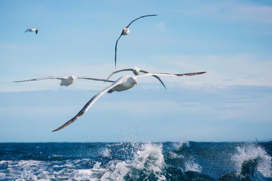 Dunedin: Monarch - One Hour Wildlife Cruise - The Experience: What You Can Expect