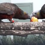 Dunedin: Otago Peninsula with Guided Penguin Tour - Final Thoughts: Is This Tour Worth It?