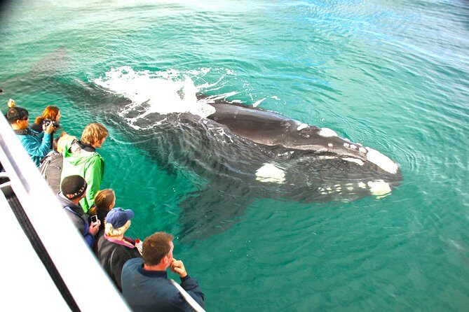Dunsborough Whale Watching Eco Tour - The Detailed Itinerary and What to Expect