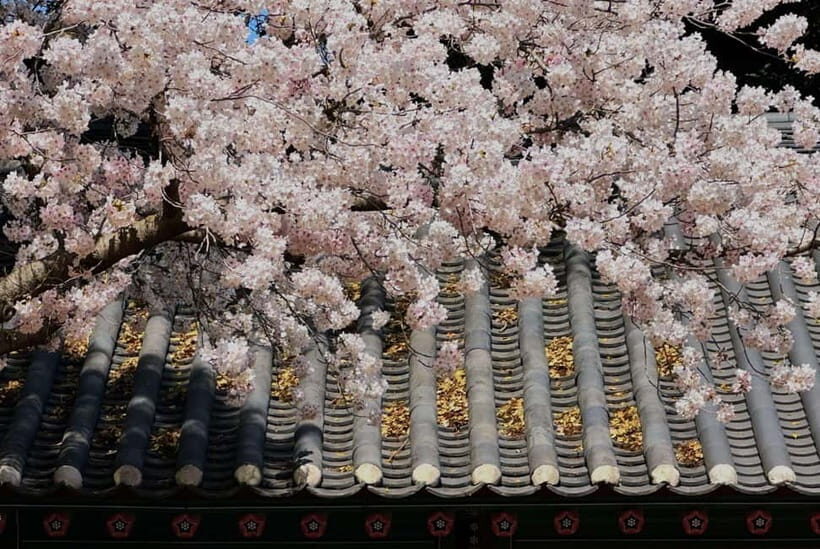 East Jeju Cherry Blossom & Woman Diver Show Small Group Tour - What Does the Tour Offer for Value?