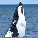 Educational Whale Watching Tour from Perth - What You Can Expect During the Tour