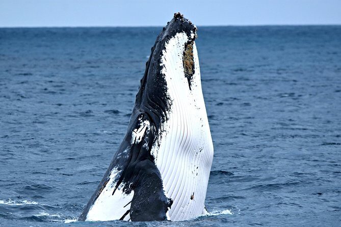 Educational Whale Watching Tour from Perth - What You Can Expect During the Tour