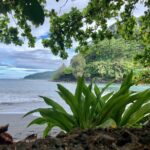 Electric Bike Rental Moorea - An Introduction to the Electric Bike Experience in Moorea