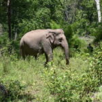 Elephant experience tour in Tay Nguyen - Transport and Group Size