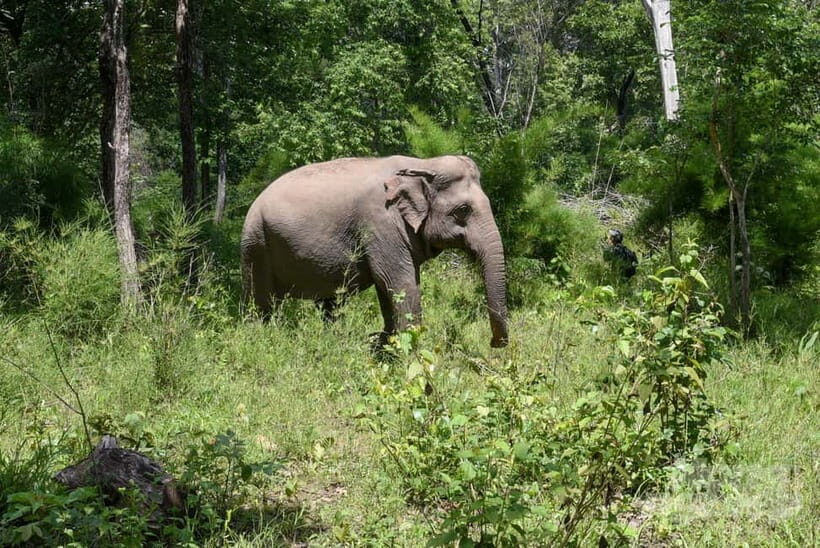 Elephant experience tour in Tay Nguyen - Transport and Group Size