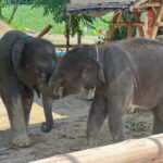 Elephant Experience with transfers and Thai food buffet - Who Would Love This Tour?