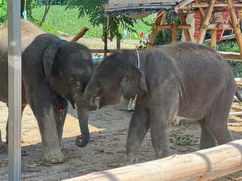 Elephant Experience with transfers and Thai food buffet - Who Would Love This Tour?