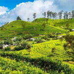 Ella: Day Tour From Kandy with Train Ride - Tea Factory Visit in Nanu Oya — A Taste of Ceylon