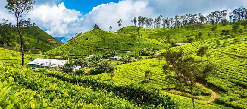 Ella: Day Tour From Kandy with Train Ride - Tea Factory Visit in Nanu Oya — A Taste of Ceylon