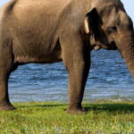 Ella: Shuttle to Tangalle/Mirissa/Galle w Udawalawe Safari - Itinerary Breakdown