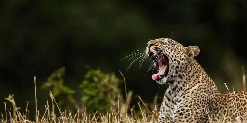 ELLA to TANGALLE/MIRISSA/GALLE Shuttle & YALA Safari - Key Points