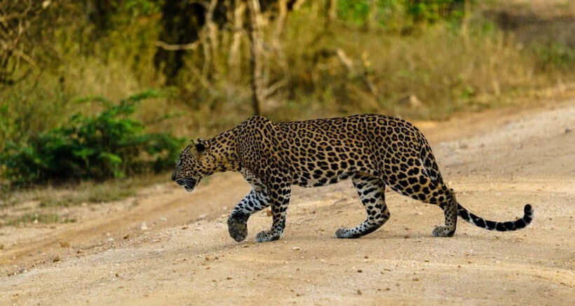 Ella: Yala Safari with Drop at Tangalle/ Hiriketiya/ Mirissa - The Real Experience: Authentic Encounters and Practicalities