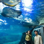 Enoshima Aquarium: Admission Ticket - The Sum Up: Who Should Visit Enoshima Aquarium?