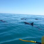 Epic Kayak With Dolphins & Wildlife - 4WD Beach Adventure Noosa - Who Will Love This Tour?
