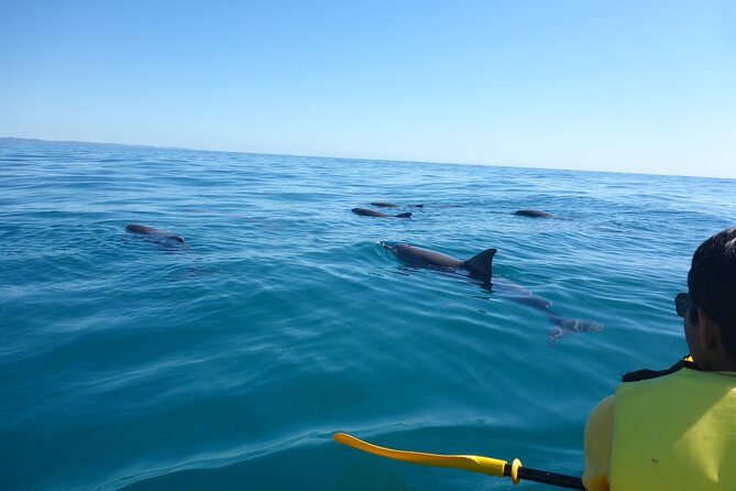 Epic Kayak With Dolphins & Wildlife - 4WD Beach Adventure Noosa - Who Will Love This Tour?
