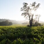Estate Tour from Soil to Glass - What to Expect During the Tour