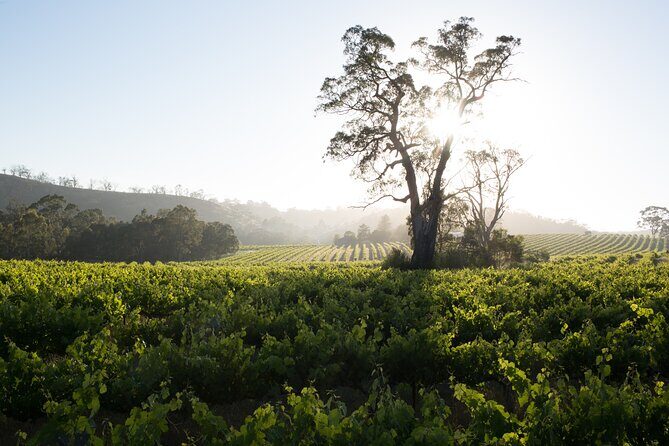 Estate Tour from Soil to Glass - What to Expect During the Tour