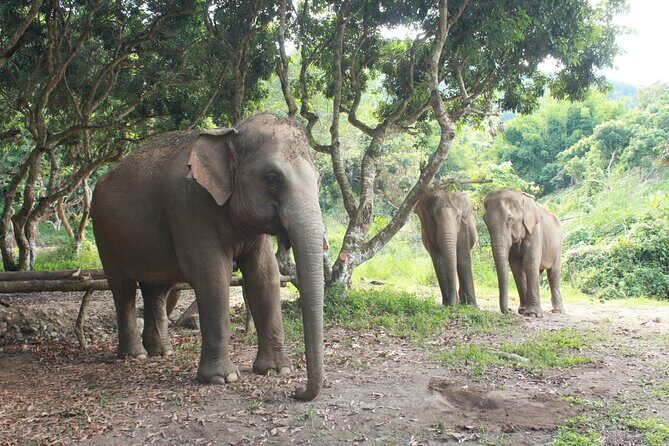 Ethical Elephant Observation by Samui Elephant Sanctuary - The Sum Up