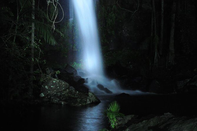 Evening Rainforest & Glow Worm Tour from Gold Coast - The Experience: What Makes It Stand Out?